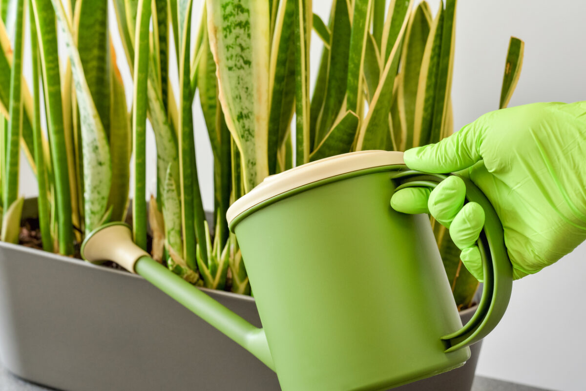 Tchýnin jazyk (Dracaena): Vše, co potřebujete vědět o této nenáročné ...